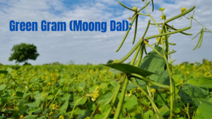 Green Gram Benefits, Nutrition and Recipes